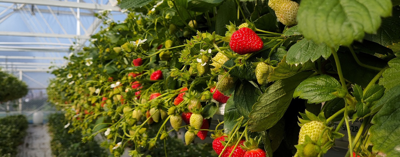 Клубника Шувое