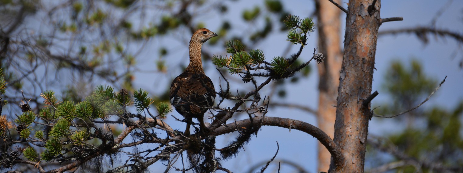 Юрий Данилевский