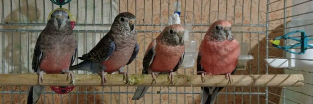 Птичий домик