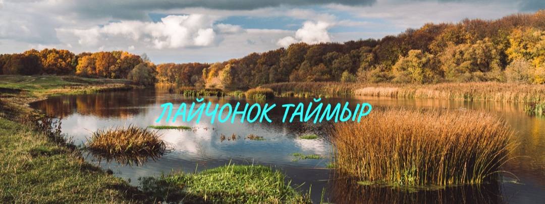 Лайчонок Таймыр