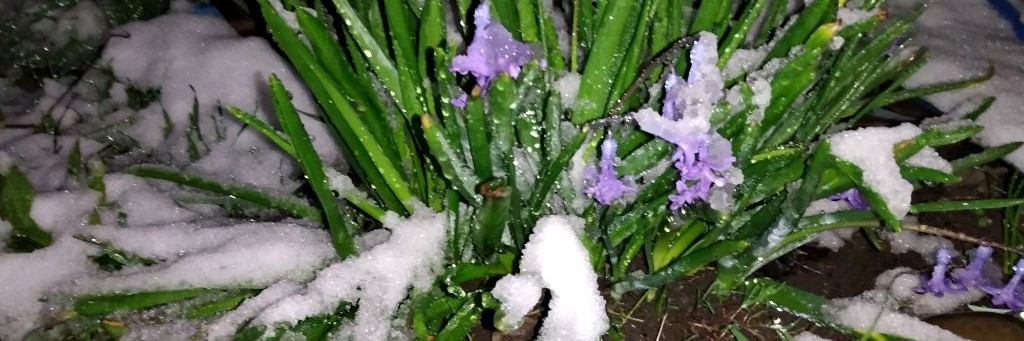 Виктория Степанова