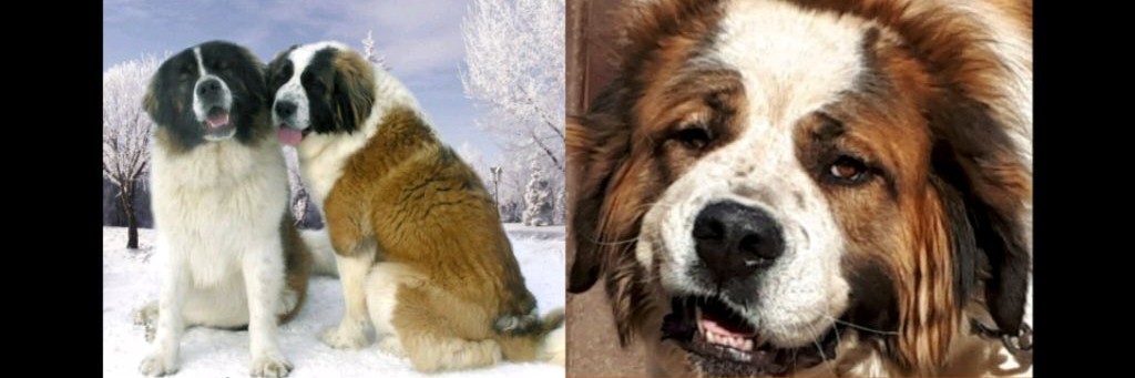 Савина Светлана