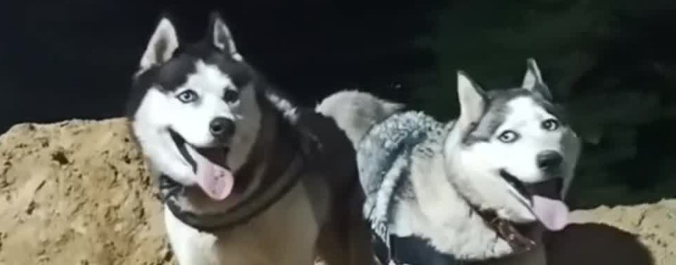 ХАСКИ - МАСКИ