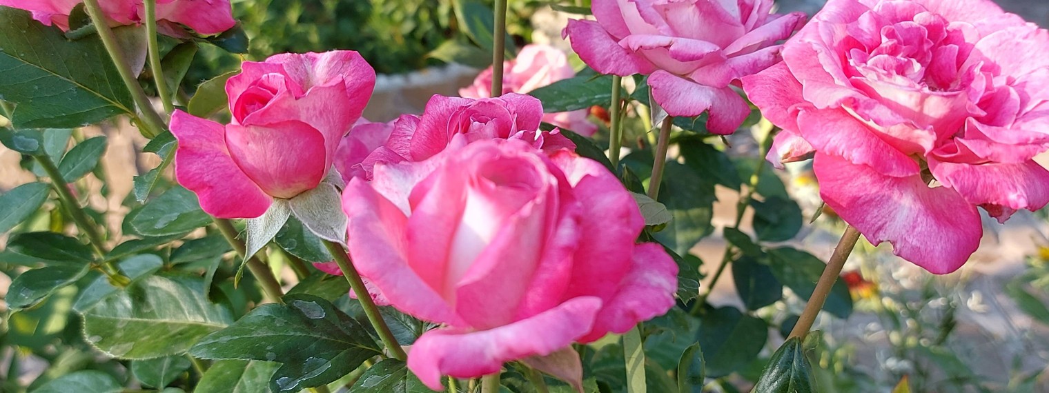 Сад Надежды/ Увлечения и путешествия