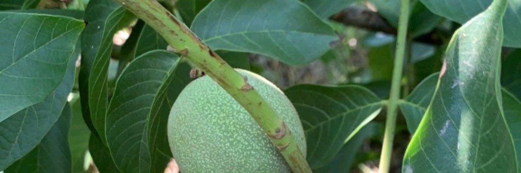 Саженцы грецкого ореха