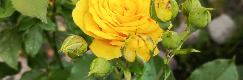 Валентина Белхороева