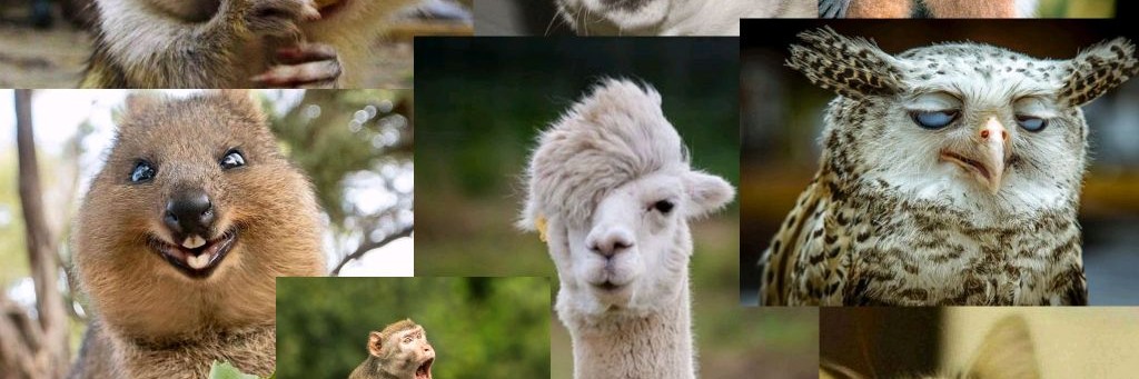 Смешные животные ? ?