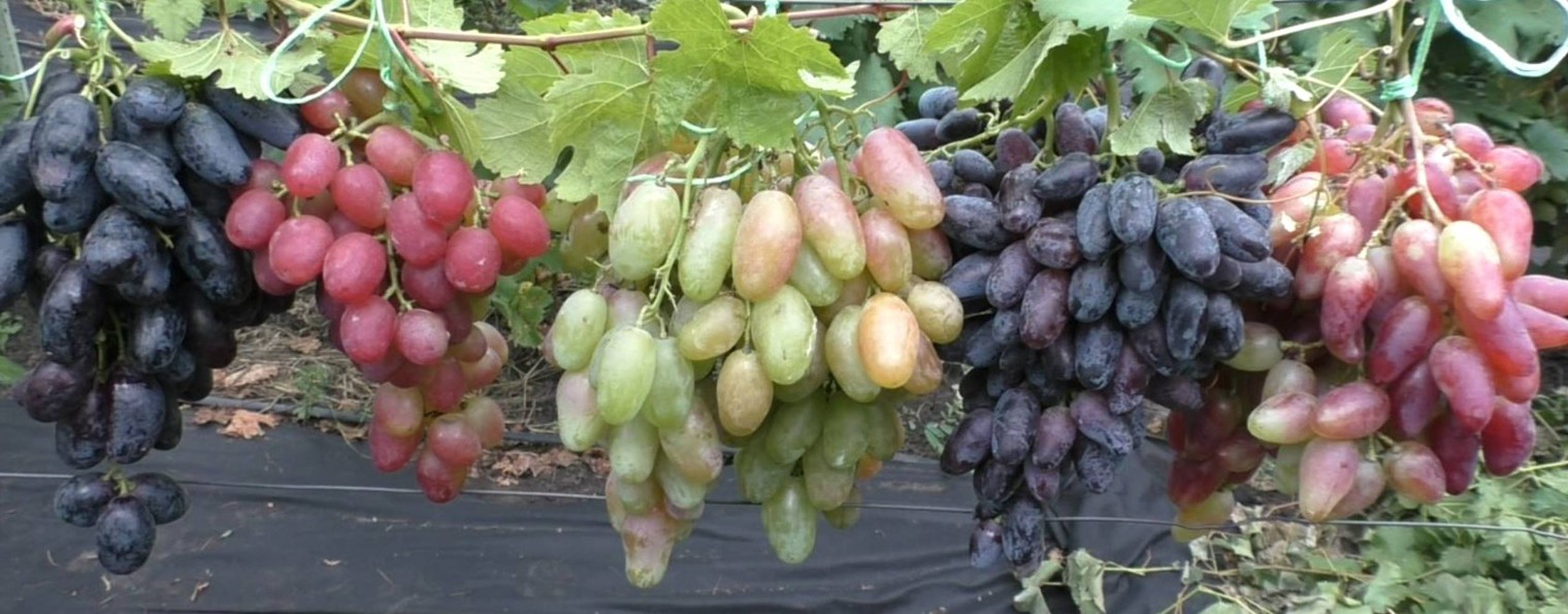 Виноградное Хозяйство Скороход
