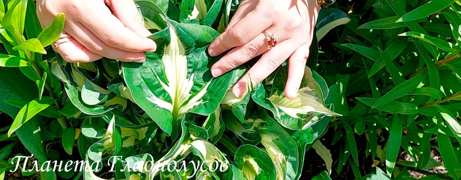 Планета Гладиолусов