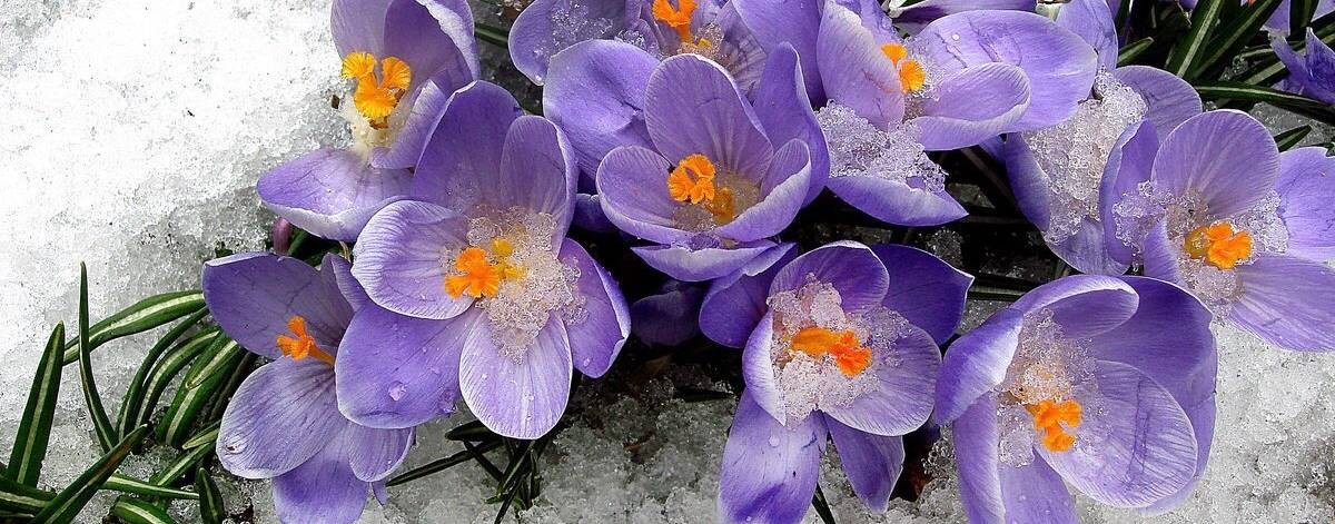 Поющая Карамель Relax Music