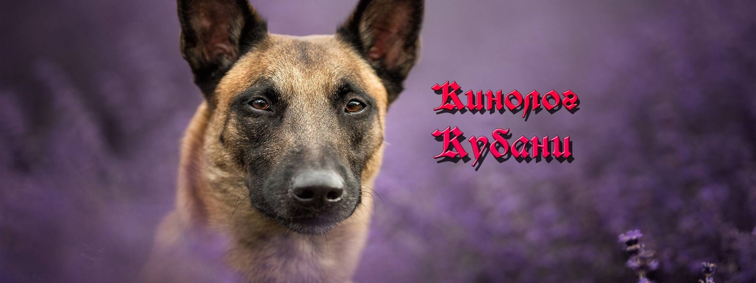 Кинолог Кубани