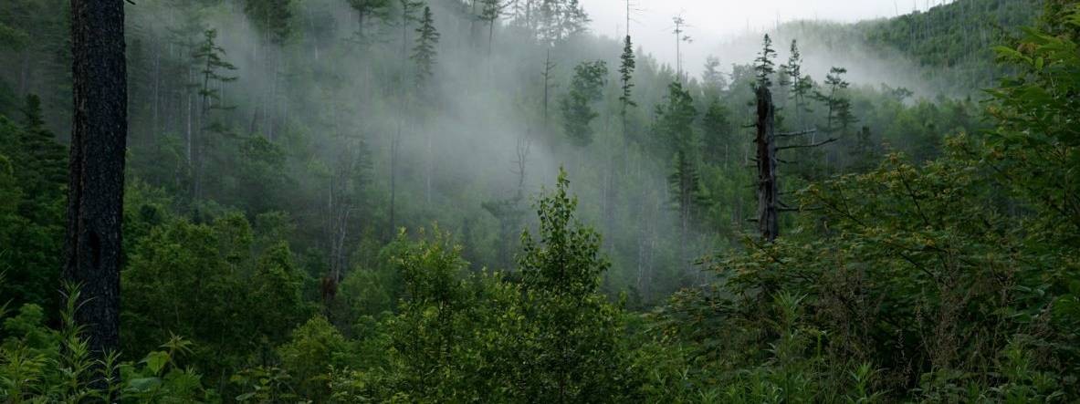 ВСЯКАЯ ВСЯЧИНА