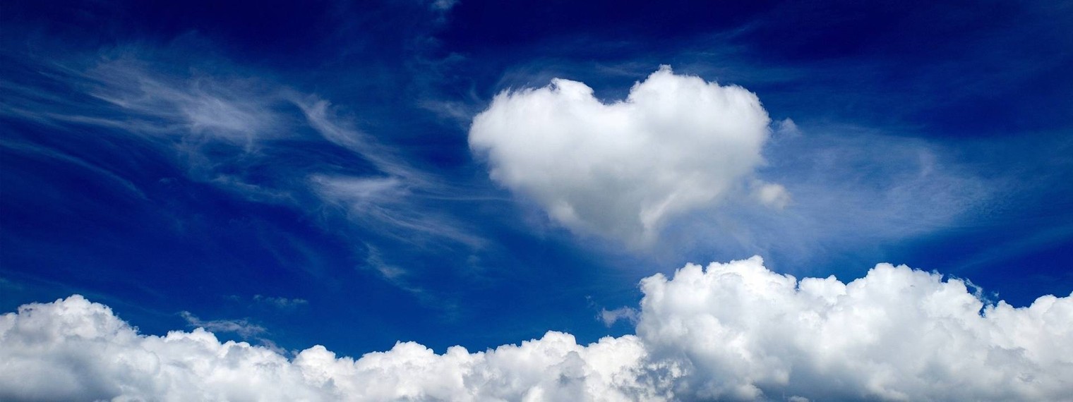 Подсолнух оптимист