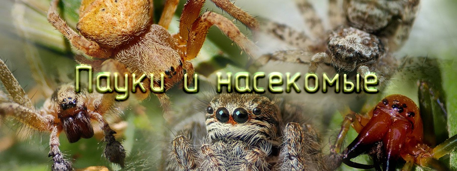 Пауки и насекомые