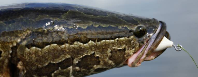 Счастливый Человек 25 RUS