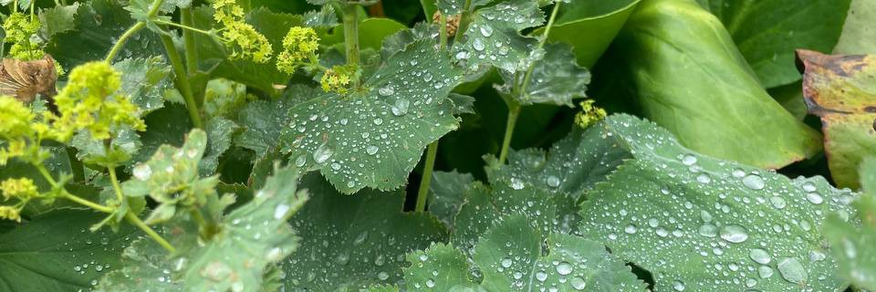 🌸Рапсодия сада🌸