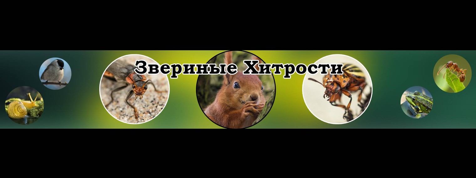 Звериные Хитрости