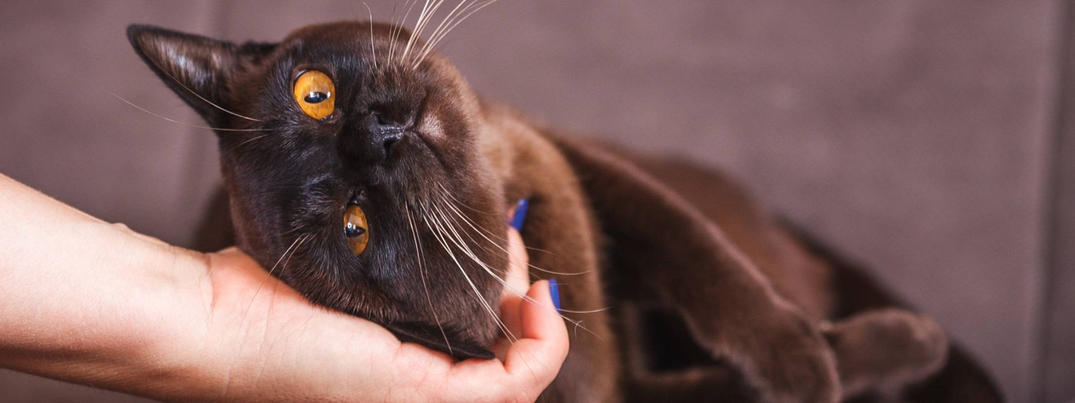 Питомник Бурманских Кошек Инкунабула