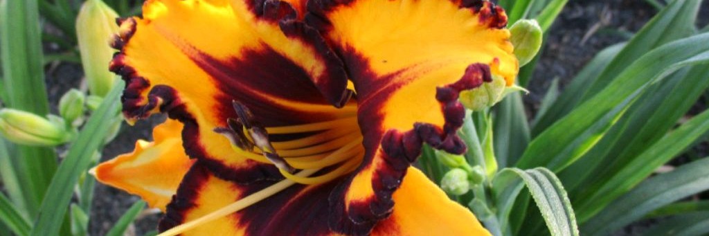 МОИ ПОСАДКИ. МОЙ САД. Татьяна Аксёнова