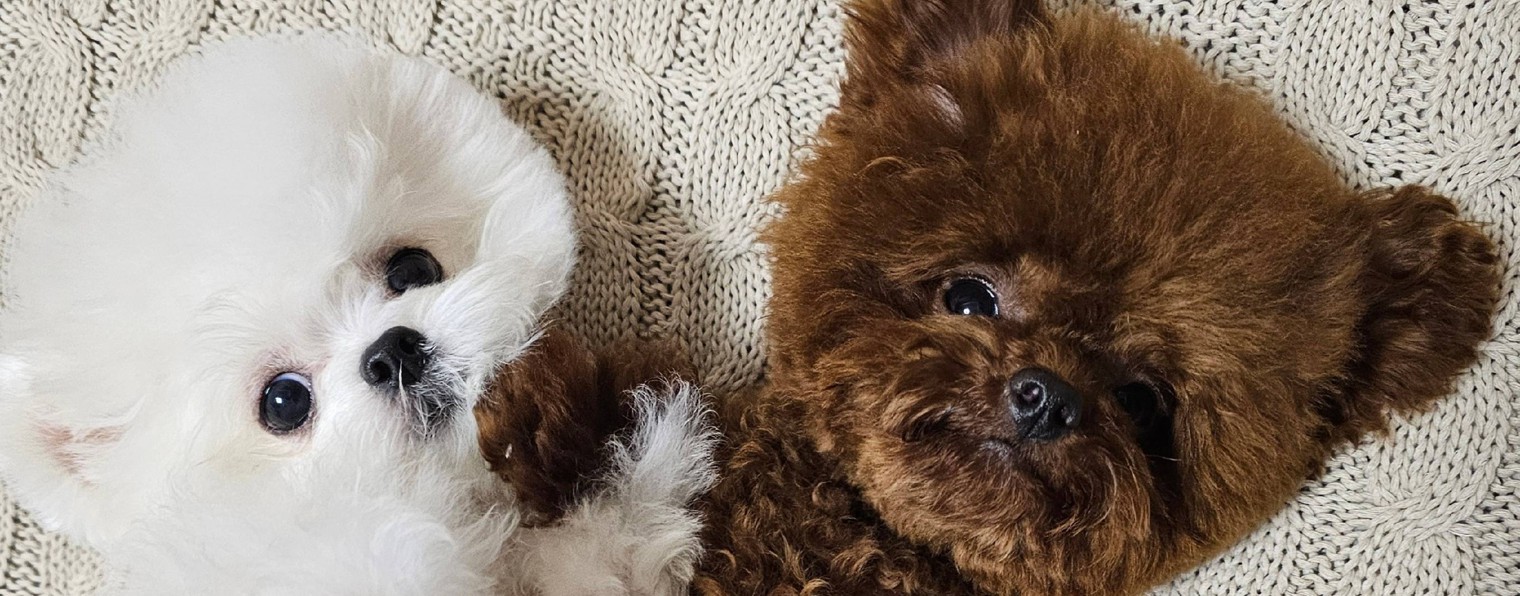 Мини Фанфини