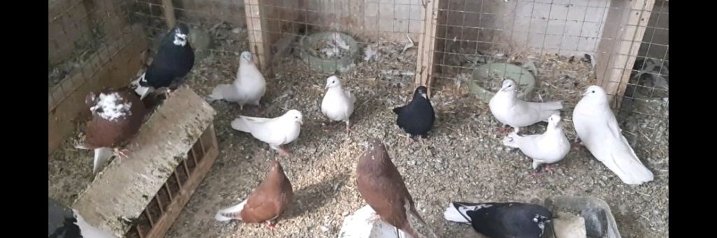 ГОЛУБИ СЕРГЕЯ И МАКСИМА МАНЕРКО