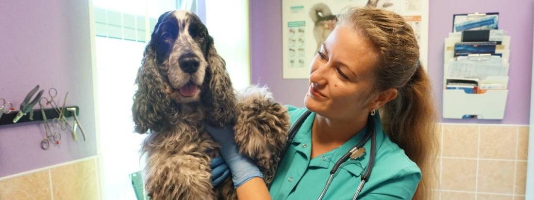 Айболит Плюс