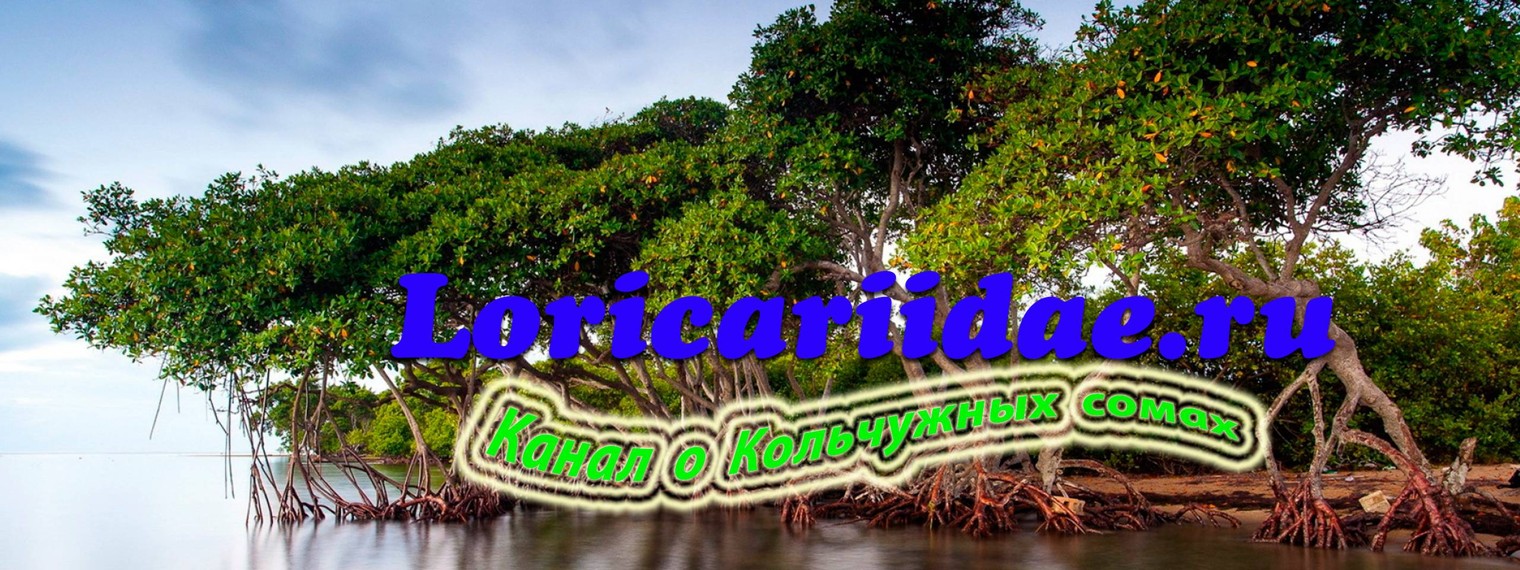 Кольчужные сомы Лорикариевые.