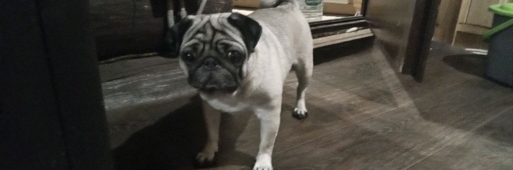 Супер собаки