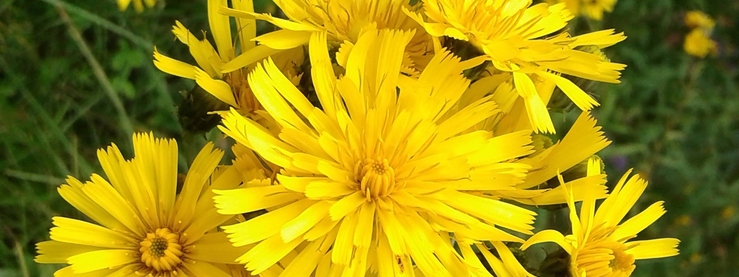 Семеновские Пасеки