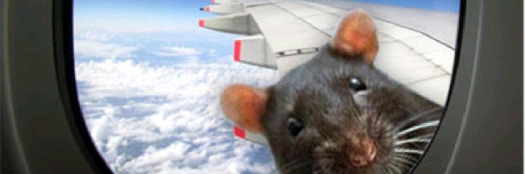 Мир крыс и крысят