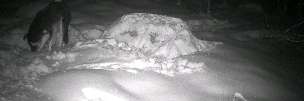 Под северным сиянием.