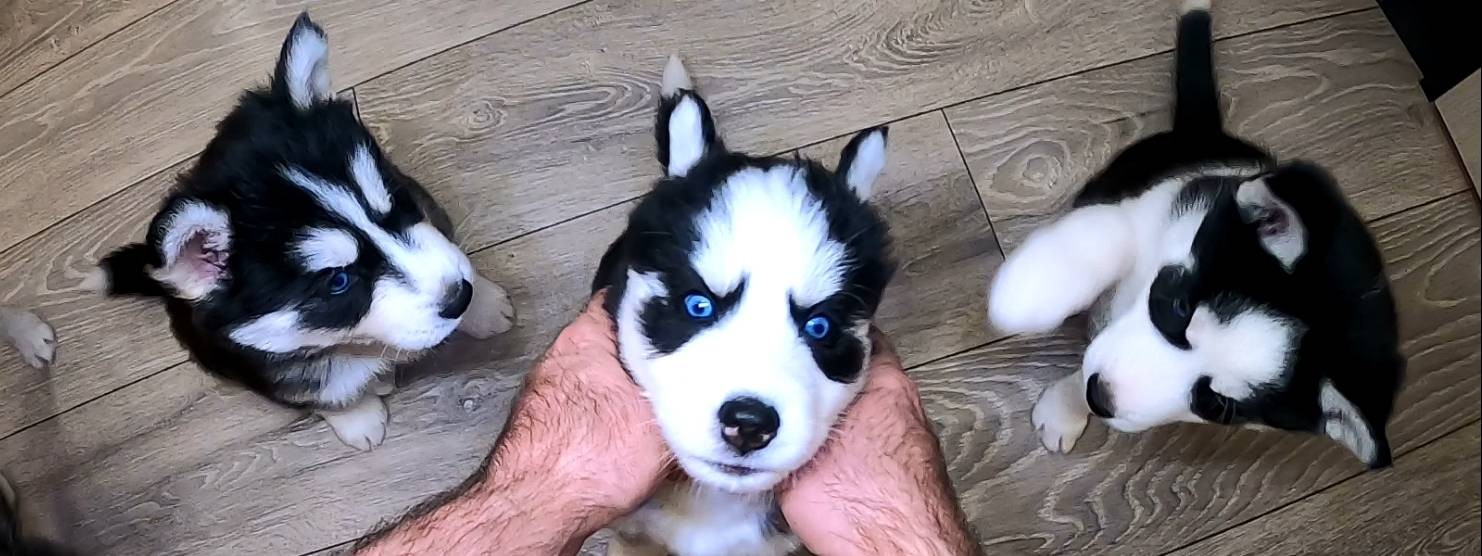 Сибирский Хаски Петербург