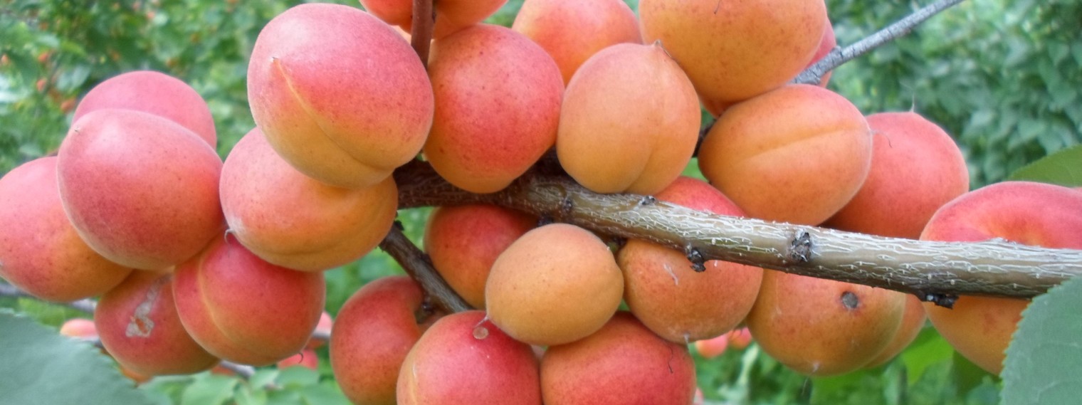 Садоводство по Железову