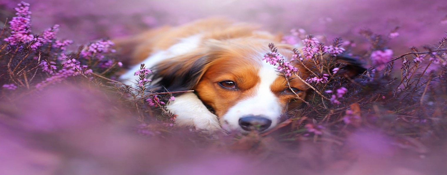 цветы и животные