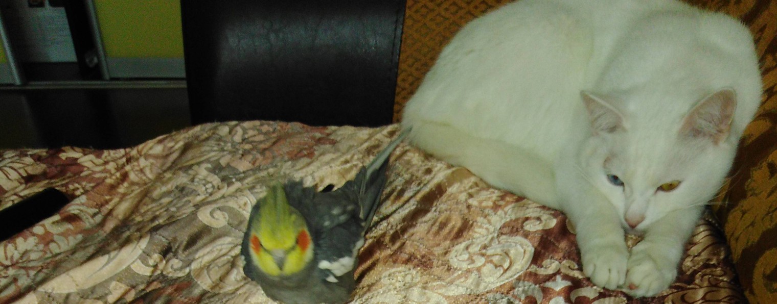 Канал о моих домашних животных