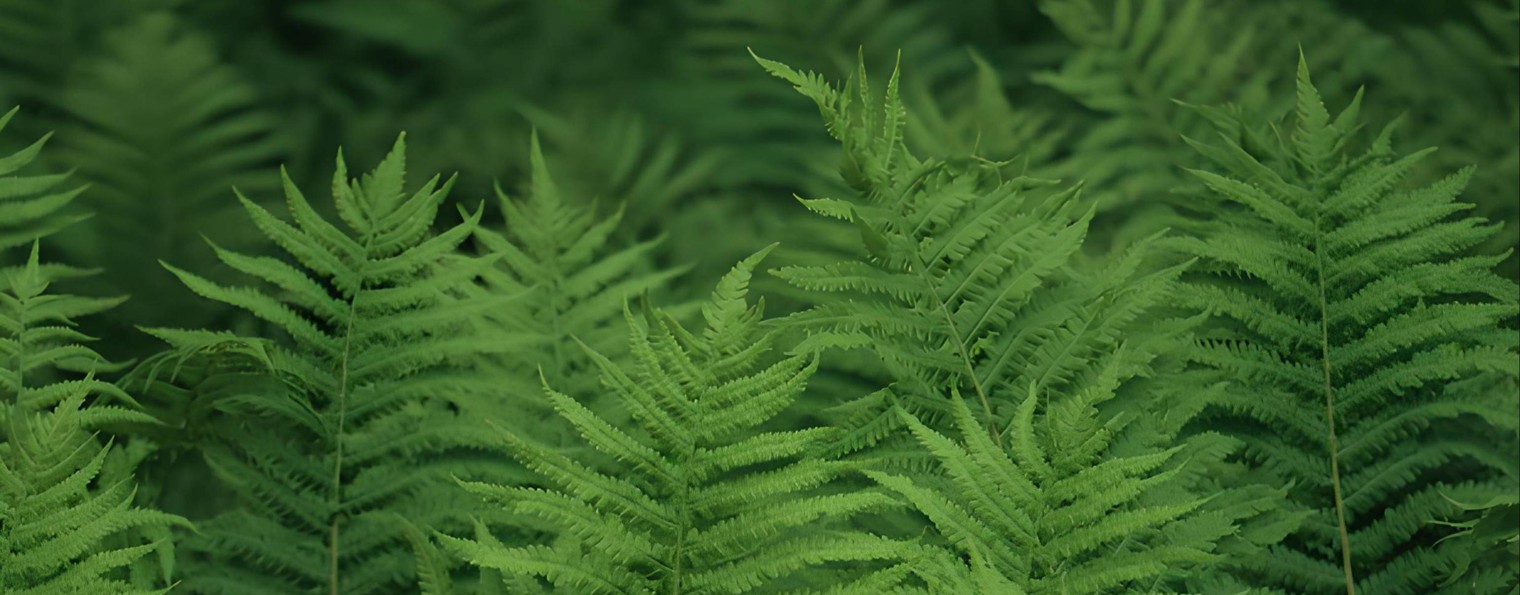 PINEWOOD HOTEL COLLECTION