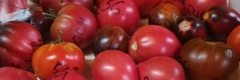 Огородные Хроники