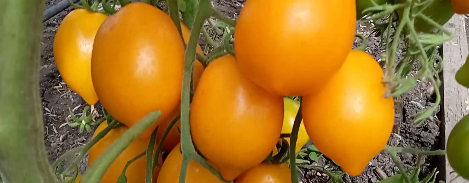 очУМЕЛЫЕ пенсионеры (сад Резеды)