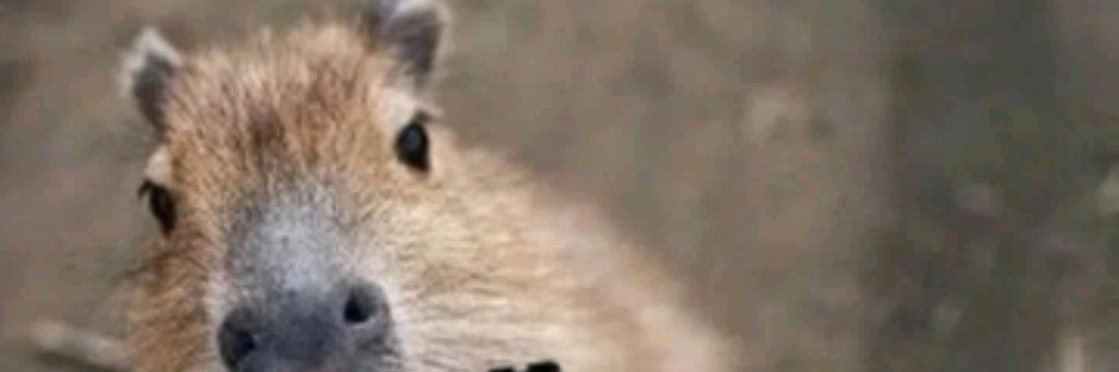 Жека грачев play