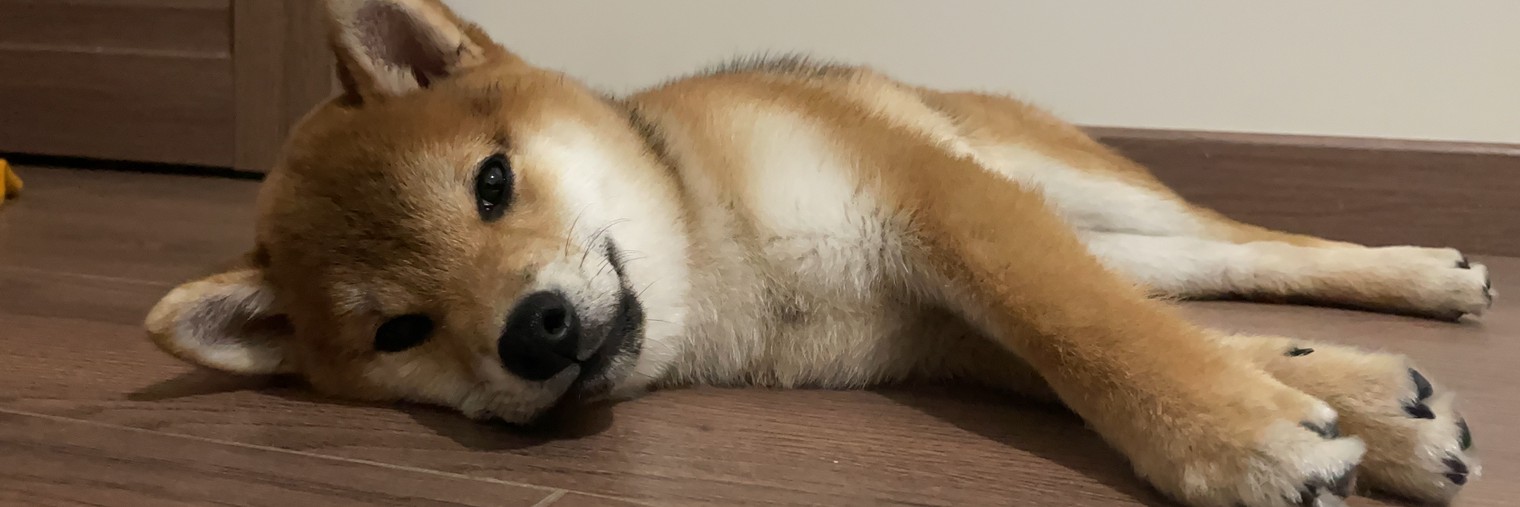 Kaiko the Shiba