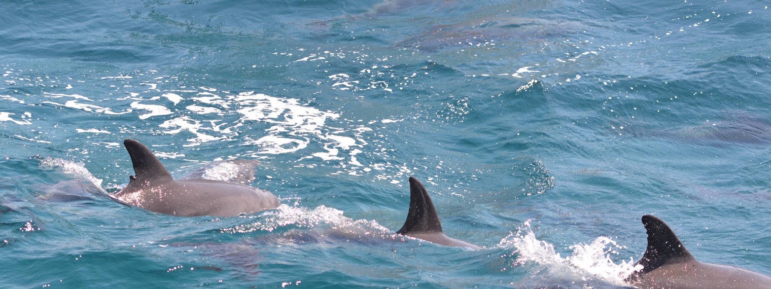 В Воде и на Суше