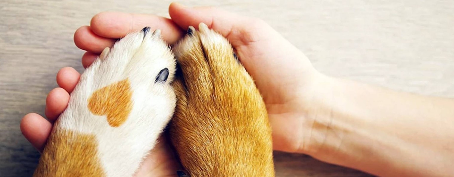 Заметки Волонтера