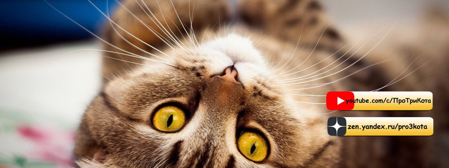 ПроТриКота