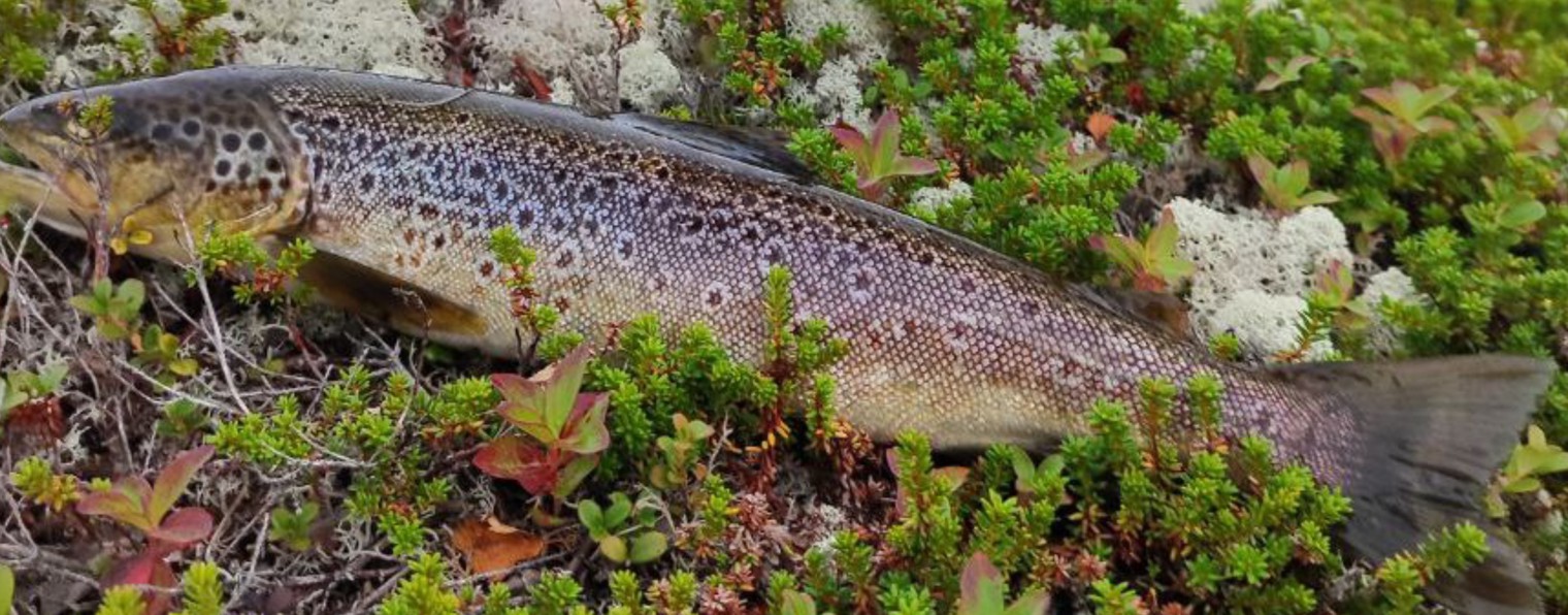 Владимирский Кулибин 🔥🔥🔥⚙️