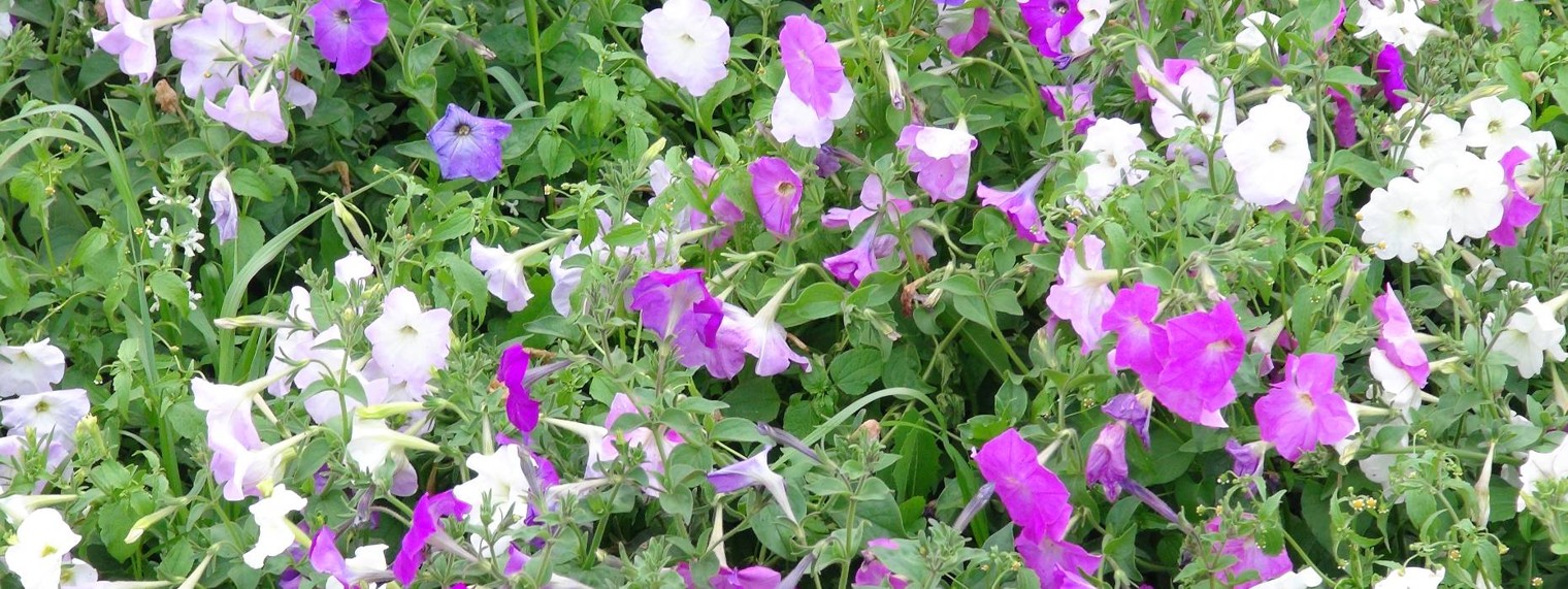 Владимир Колесников. Сказки рождающие благо.