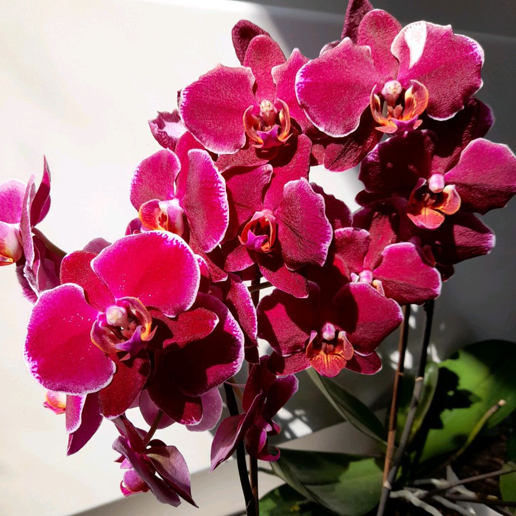 Olga's_orchid_dreams_