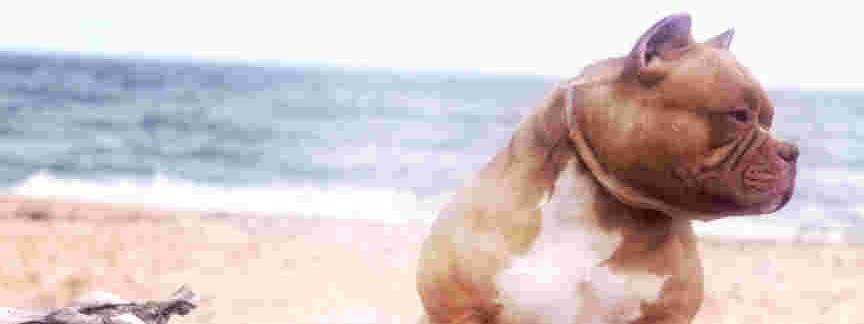 Питомник собак Sonraise Sunny Dog