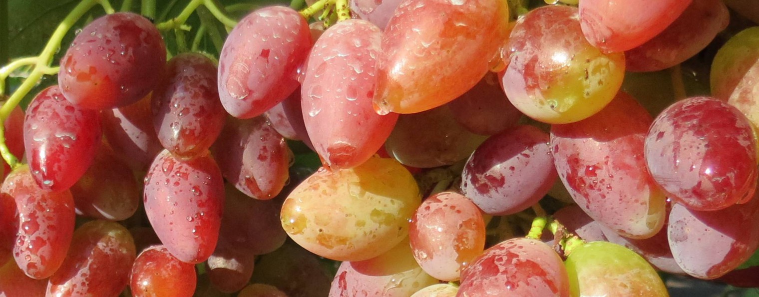 Виноград Сергея Дьякова, г. Липецк.