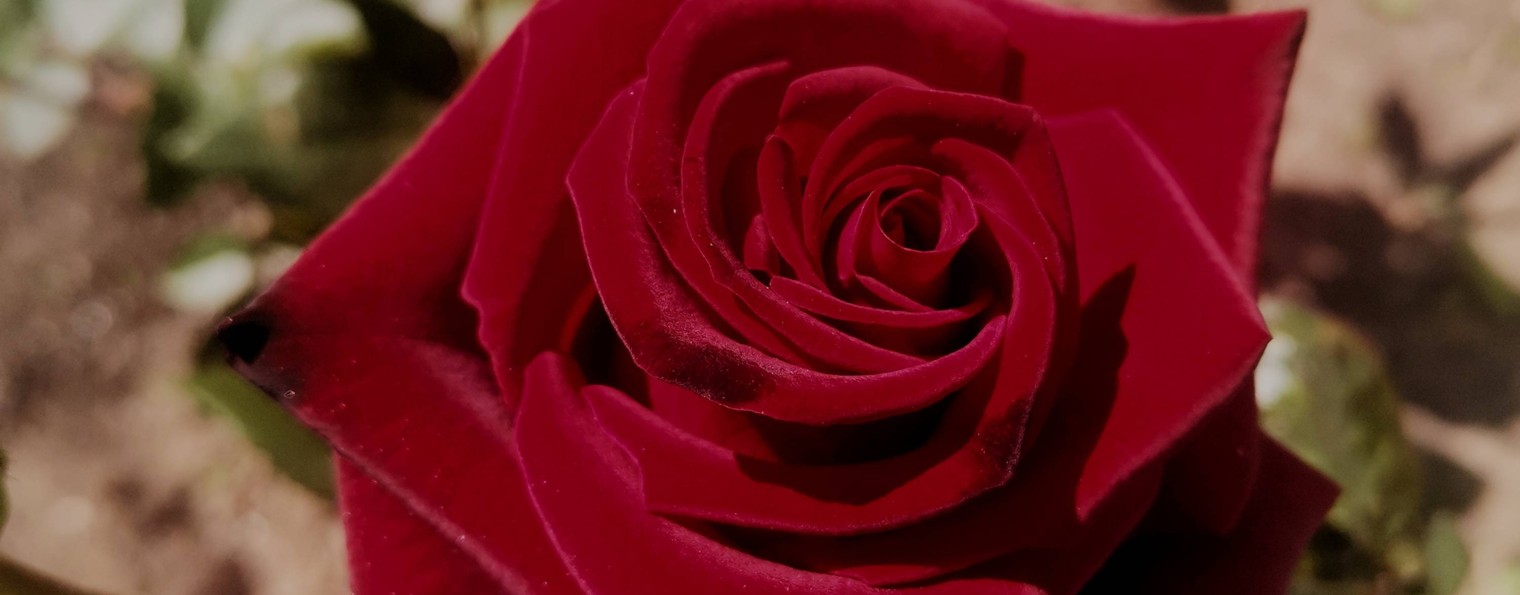 Всё цветёт и зацветает