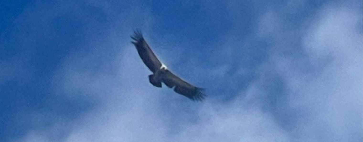 Антон Корсаков